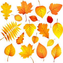 Set of colored leaves Royalty Free Vector Image
