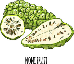 Noni Vector Images (over 170)
