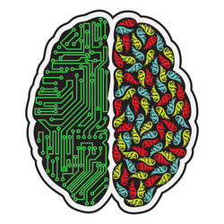 Human brain asymmetry composition Royalty Free Vector Image