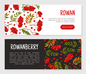 Rowan berry round composition design with red Vector Image