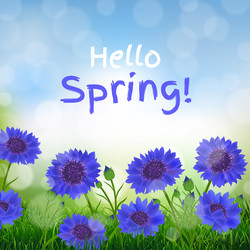 Cornflowers Royalty Free Vector Image - VectorStock