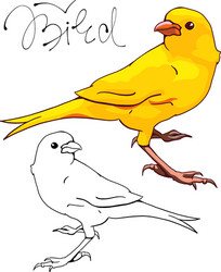 Cartoon canaries bird set Royalty Free Vector Image