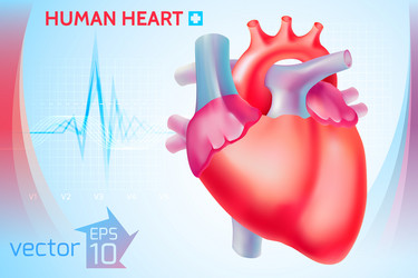 Realistic human healthy heart Royalty Free Vector Image