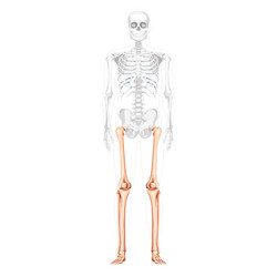 Limb Vector Images (over 7,300)