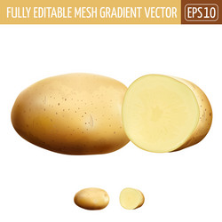 Two potatoes useful Royalty Free Vector Image - VectorStock