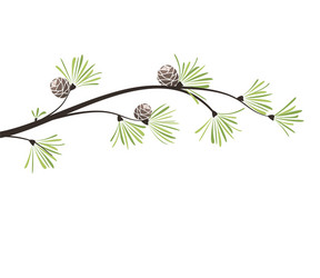 Pine Tree Branch Clip Art
