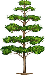 Rosid Vector Images (37)