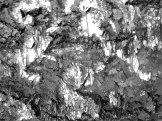 Edge Splatter Vector Images (over 11,000)