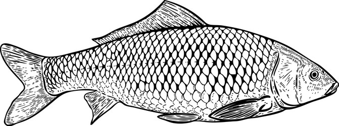 Carp fish sketch in drawn Royalty Free Vector Image