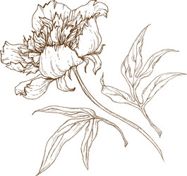 Pion Vector Images (over 480)