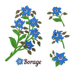 Borage Flower Drawing