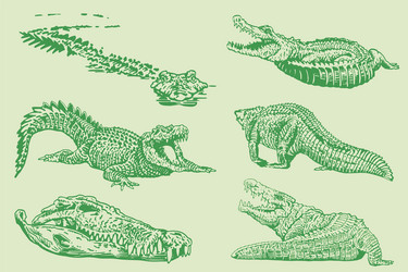 Caiman Vector Images (over 410)