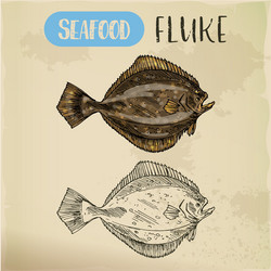 Fluke Fish Vector Images (61)