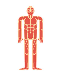 Muscles system human body muscular anatomy Vector Image