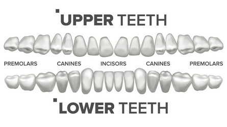 Incisor Teeth Vector Images (over 280)
