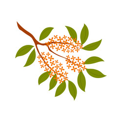 Osmanthus tree branch with flowers Royalty Free Vector Image