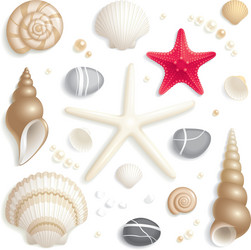 Seashell header Royalty Free Vector Image - VectorStock
