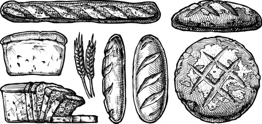 Bread Royalty Free Vector Image - VectorStock