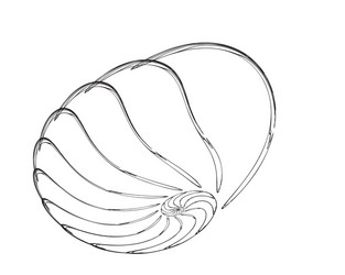 Shell Vector Images (over 110,000)