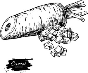 Carrot hand drawn isolated Royalty Free Vector Image