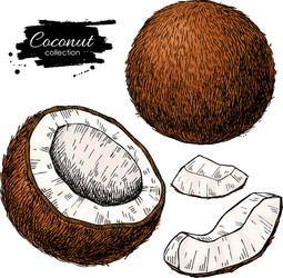 Coconut realistic tropical closeup nature fruit Vector Image
