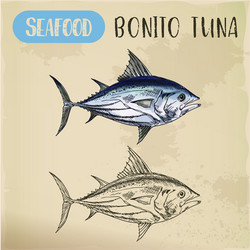 Bonito Fish Vector Images (97)