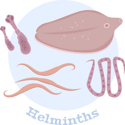 Human helminths composition Royalty Free Vector Image