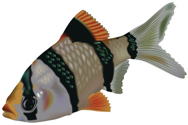Cartoon aquarium fish isolated tiger barb Vector Image