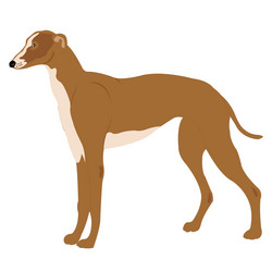 Greyhound dog english greyhounds characters Vector Image