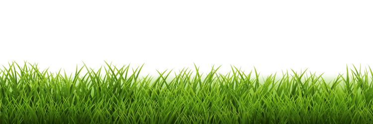 Green grass border set on transparent background Vector Image