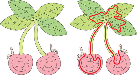 Easy grapes maze Royalty Free Vector Image - VectorStock