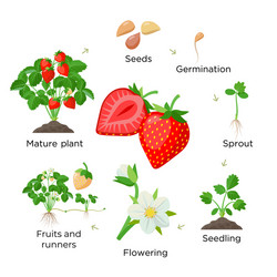 Strawberry plant parts botanical drawings Vector Image