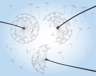 Shape of dandelion outline Royalty Free Vector Image
