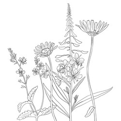 Drawing wild flowers daisies Royalty Free Vector Image