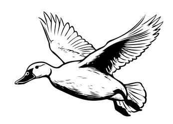 Duck flying sketch hand drawn Royalty Free Vector Image