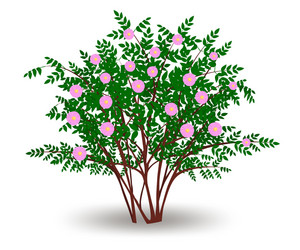 Flowering Shrubs Vector Images (over 3,300)