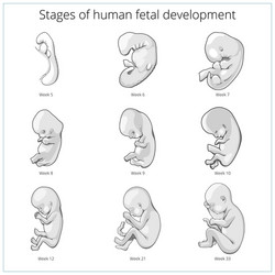 Stages of human fetal development schematic Vector Image