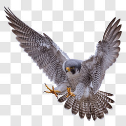 Peregrine Falcon Black Vector Images (over 120)