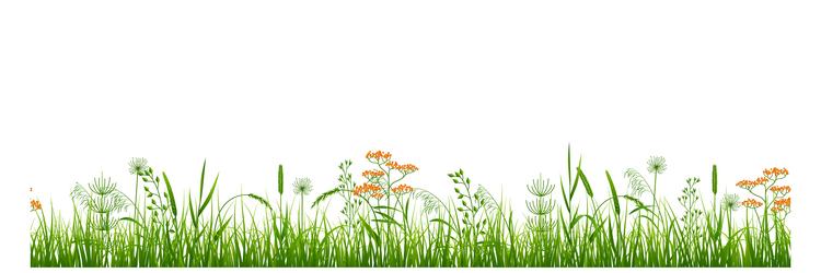 Green lawn border with realistic growing grass Vector Image