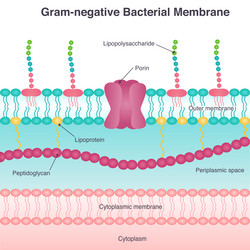Gram positive membrane Royalty Free Vector Image
