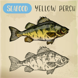 Perch fishing Royalty Free Vector Image - VectorStock