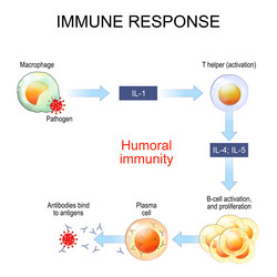 Innate and adaptive immunity comparison Royalty Free Vector