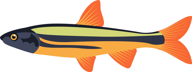 Redfin Fish Vector Images (17)