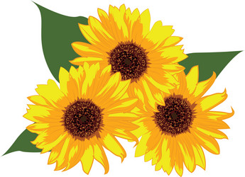 Sunflowers Vector Images (over 47,000)