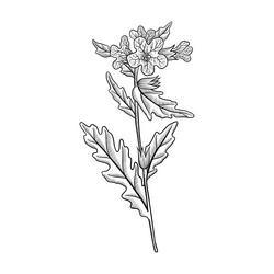 Drawing poisonous plant henbane Royalty Free Vector Image
