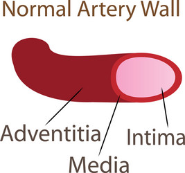 Healthy human platelets red and white blood cells Vector Image
