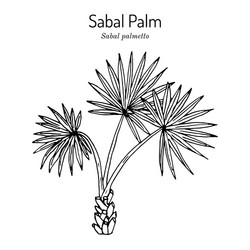Tropical Cabbage Palm Vector Images (38)