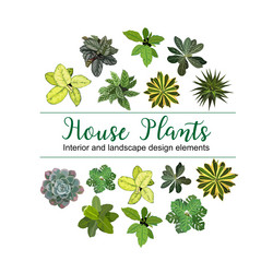 Set of different house plants top view Royalty Free Vector