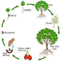 Strawberry plant growth stages round life cycle Vector Image