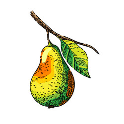 Pear Tree Drawing Vector Images (over 830)